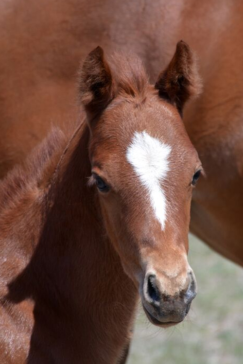 Equine Fertility Institute | Advanced Breeding Technologies